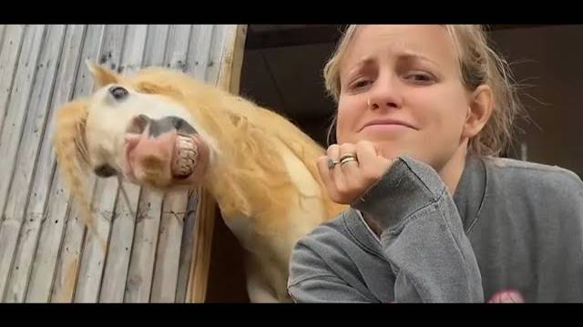 Самые смешные ЛОШАДИ 🐎 Лучшая подборка видео 2025 года