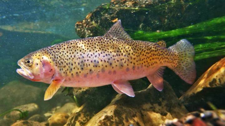 ЧЕРНОГОРИЯ.МАЛЕНЬКИЕ РАДОСТИ.СОЛИМ КРАСНУЮ РЫБУ.