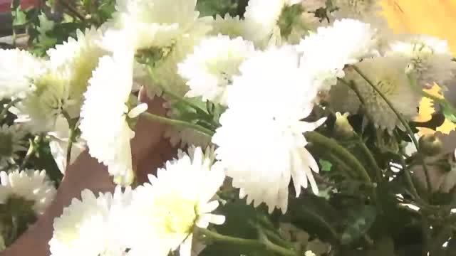 2000. Октябрь,хризантемы ,флоксы. Архив.