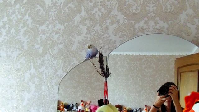 НОВЫЕ ПОГРЫЗУШКИ из веточек для волнистых попугаев.