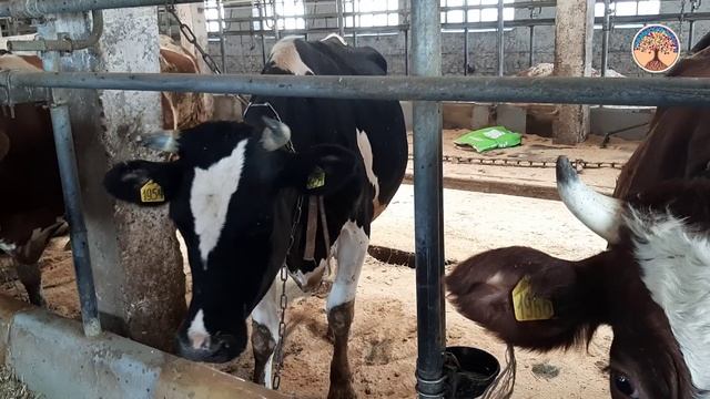 RN1104_кормосмеситель-раздатчик