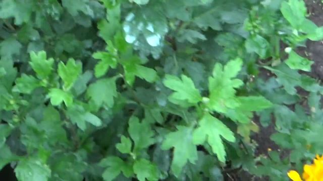 1999. Хризантемы в июле (Полезный архив)