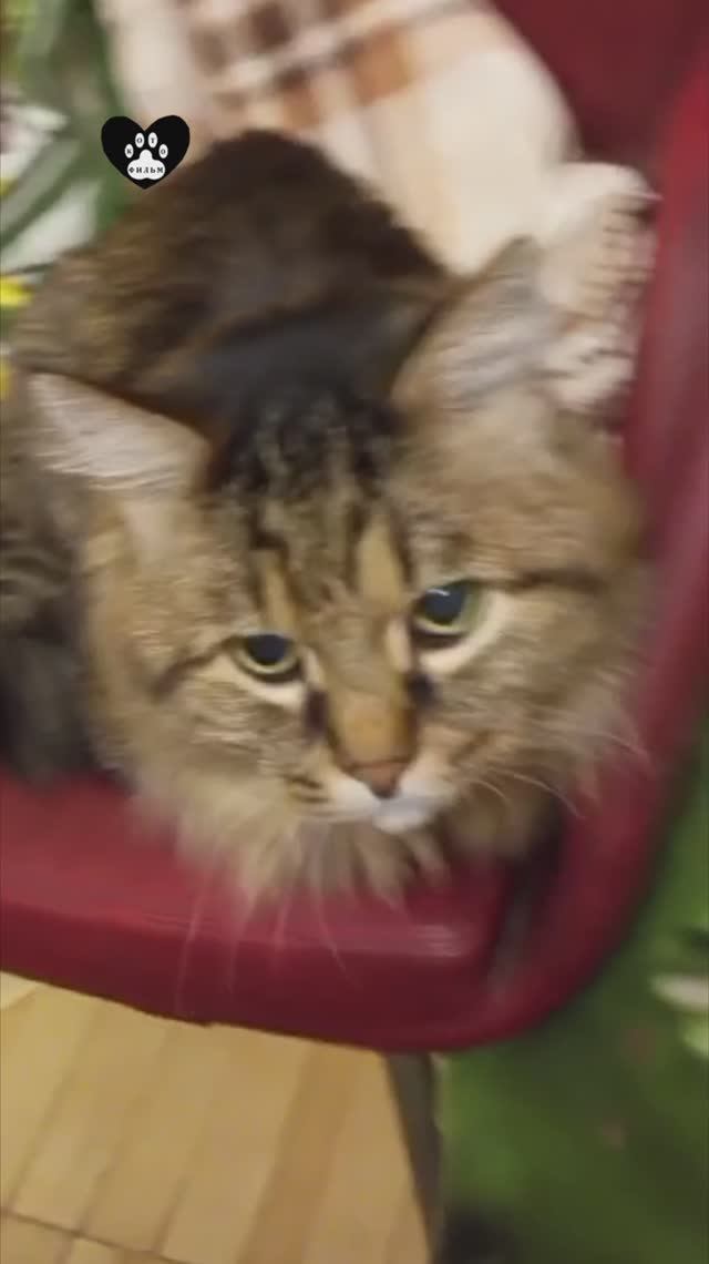 Котик Сэм - Дядя Сэм, ему 19 лет (человеческих).