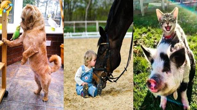 ЖИВОТНЫЕ Самые смешные 😻 СОБАКИ🐶 и КОШКИ😹 Смешные видео 2025 года