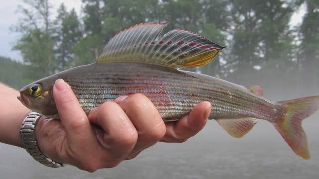 "КИНОТЕАТР РЫБОЛОВА". Лососи Часть 3