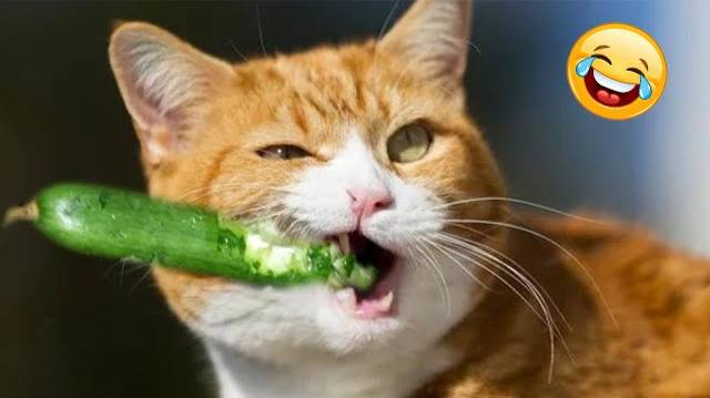 Смейтесь от души, смотря самые смешные видео с животными 😹🐶