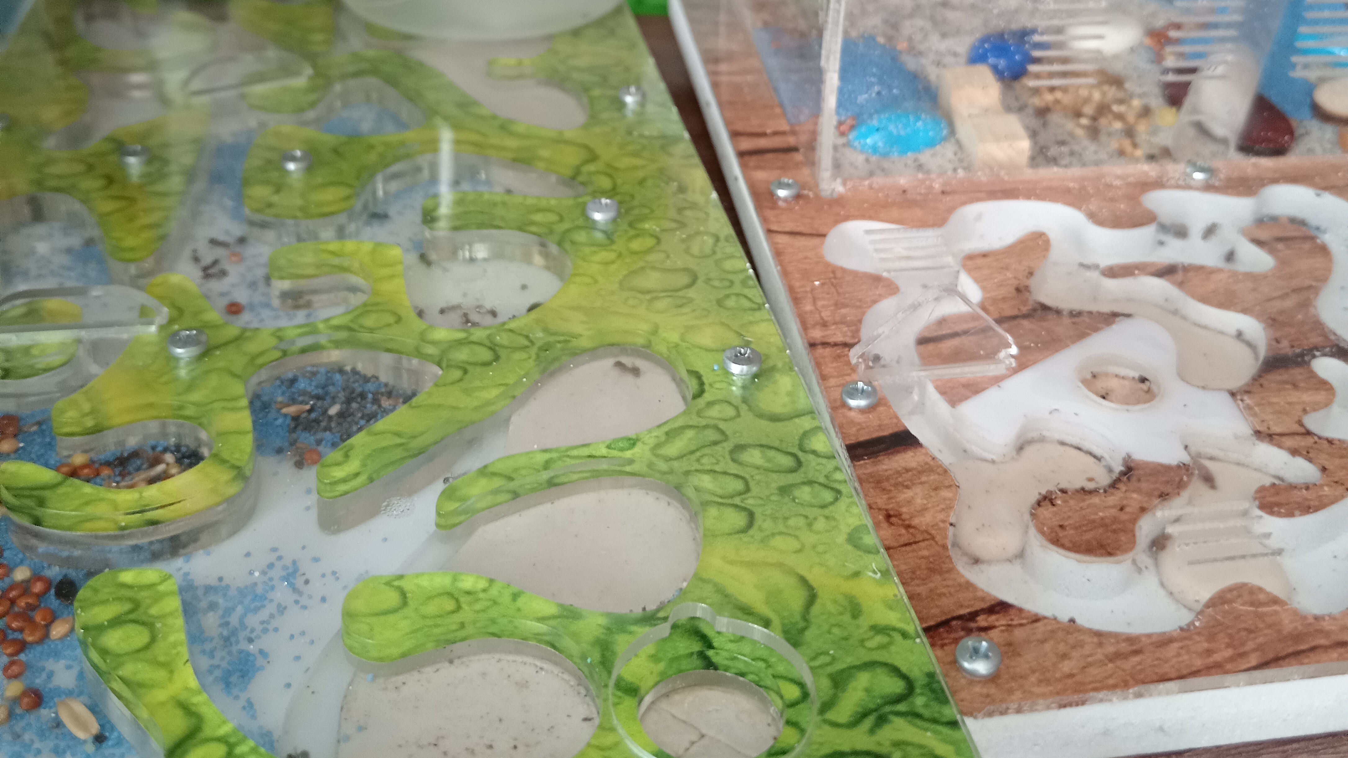 переселил муравьёв зачем и почему