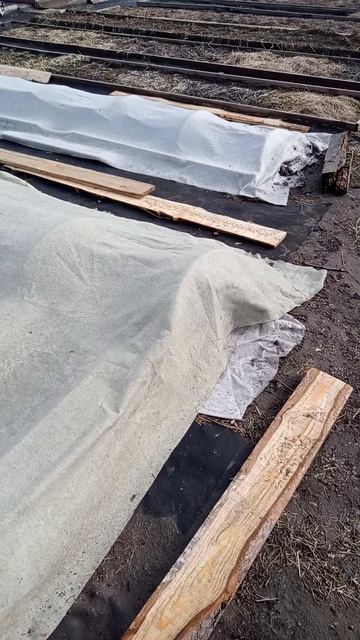 19.03. Грядки с клубникой