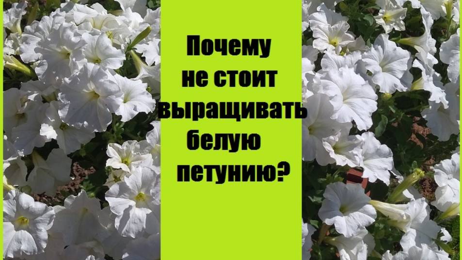 Белая петуния - почему ее не любят цветоводы?