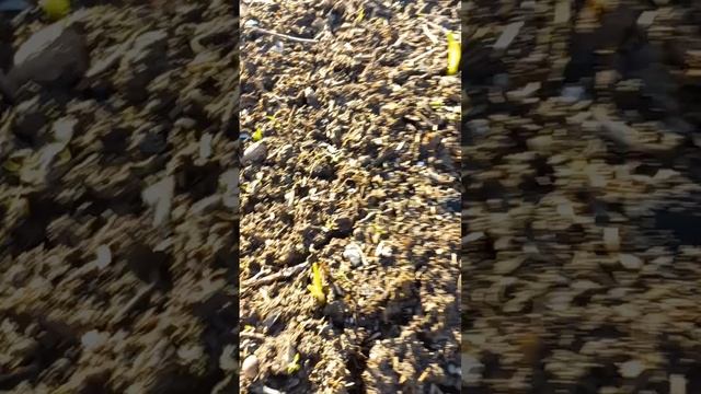 Озимый лук и чеснок, всходы 20.03.2025.  #озимый #лук #чеснок #дача