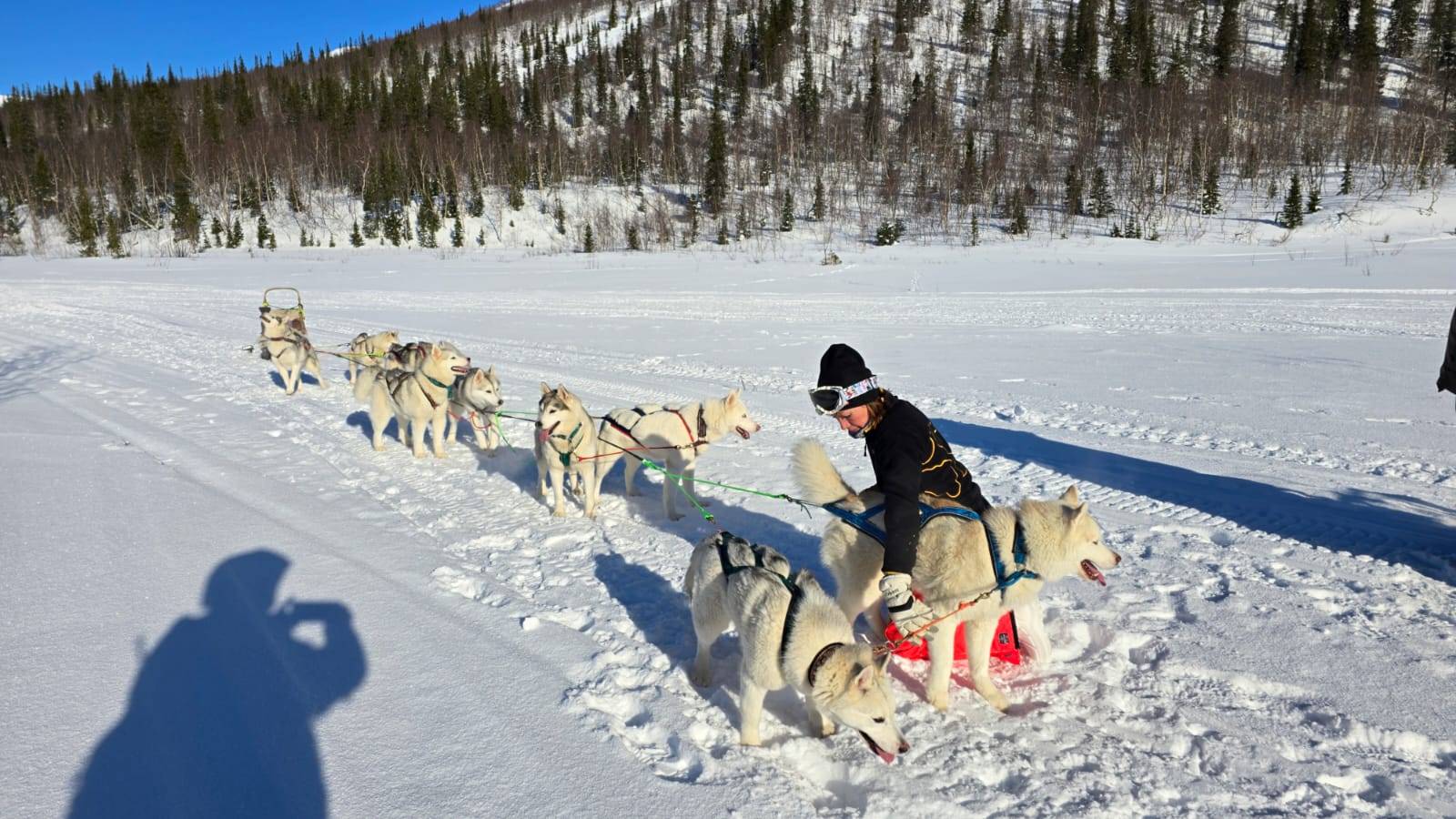Хаски Хибинские!)