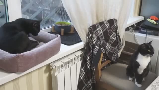 В гостях у Пихты и Корички (Шери)!