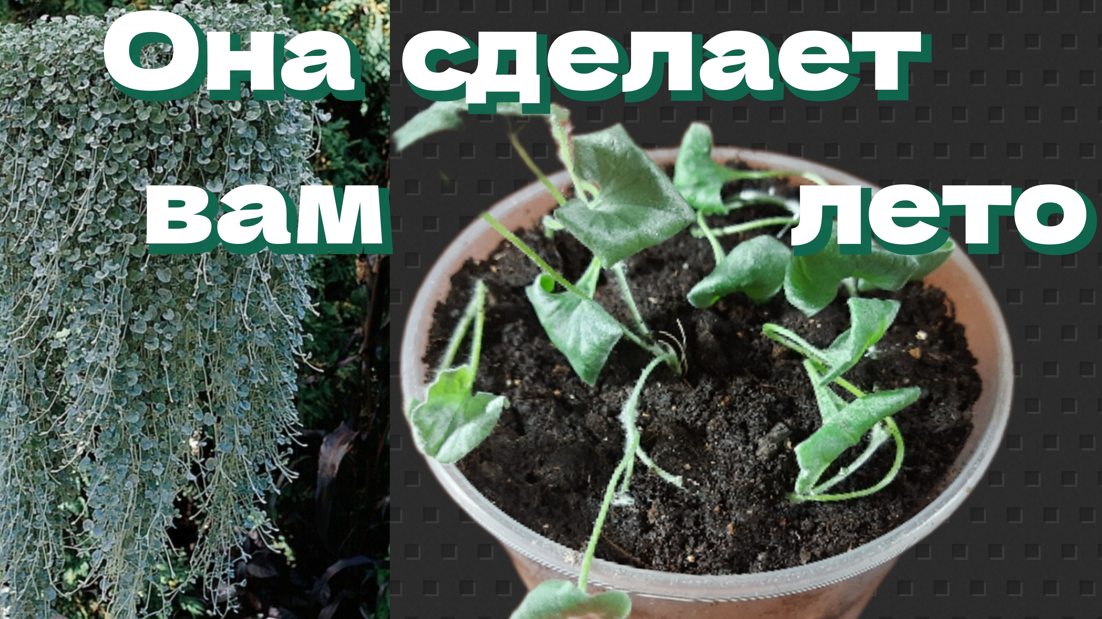 Дихондра. Перевалка. Формирование. Подкормки. Прищипывание