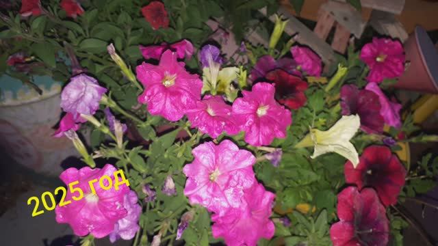 1993.  Проверим всходы петунии(11.03.25 г.)