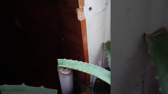 ВАРЮ ОБЕД  ПТИЧКИ СИНИЧКИ А ТЕРМОС СЛОМАН