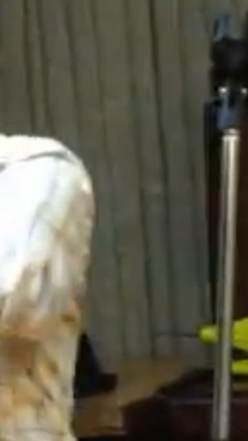 Jimmy Wise -  туман (кавер)