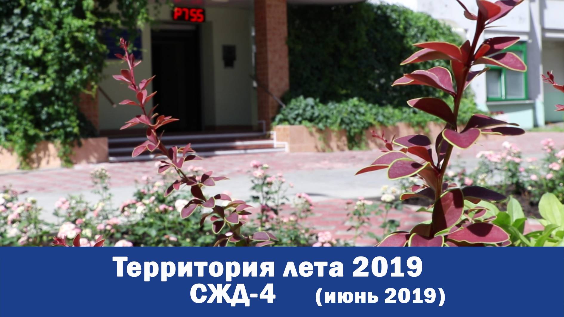 Территория лета 2019