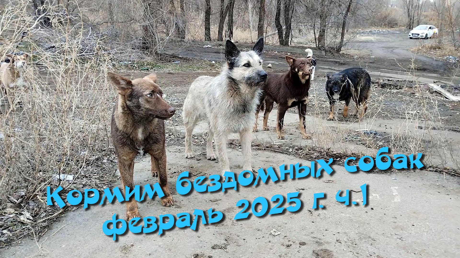 Кормим бездомных собак. Февраль 2025 г. ч.1