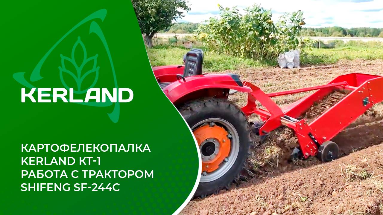 🔥 Картофелекопалка Kerland KT-1 в работе с трактором Shifeng SF-244С