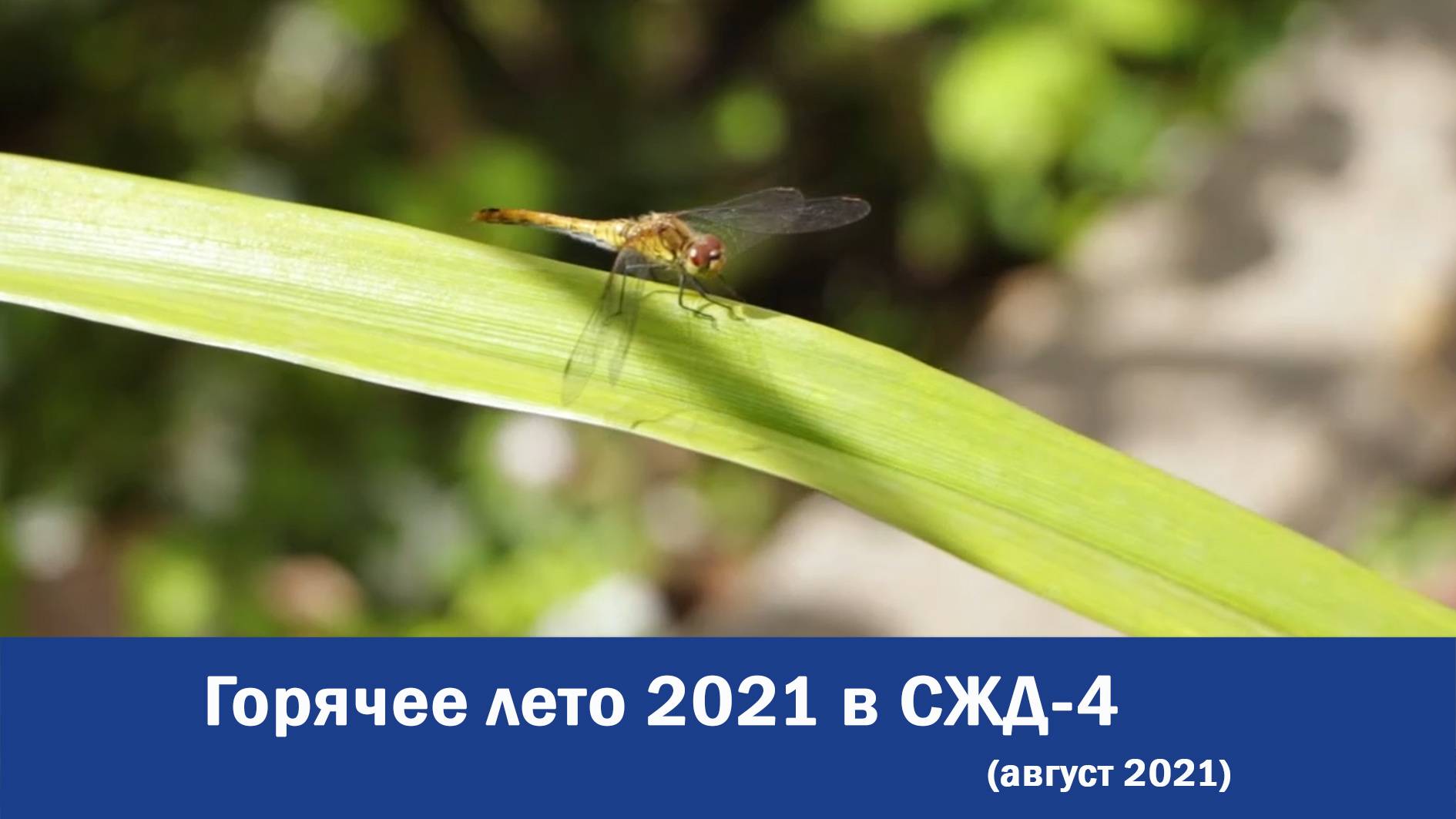 Горячее лето 2021