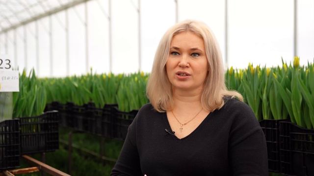 Луковицы тюльпанов в лизинг