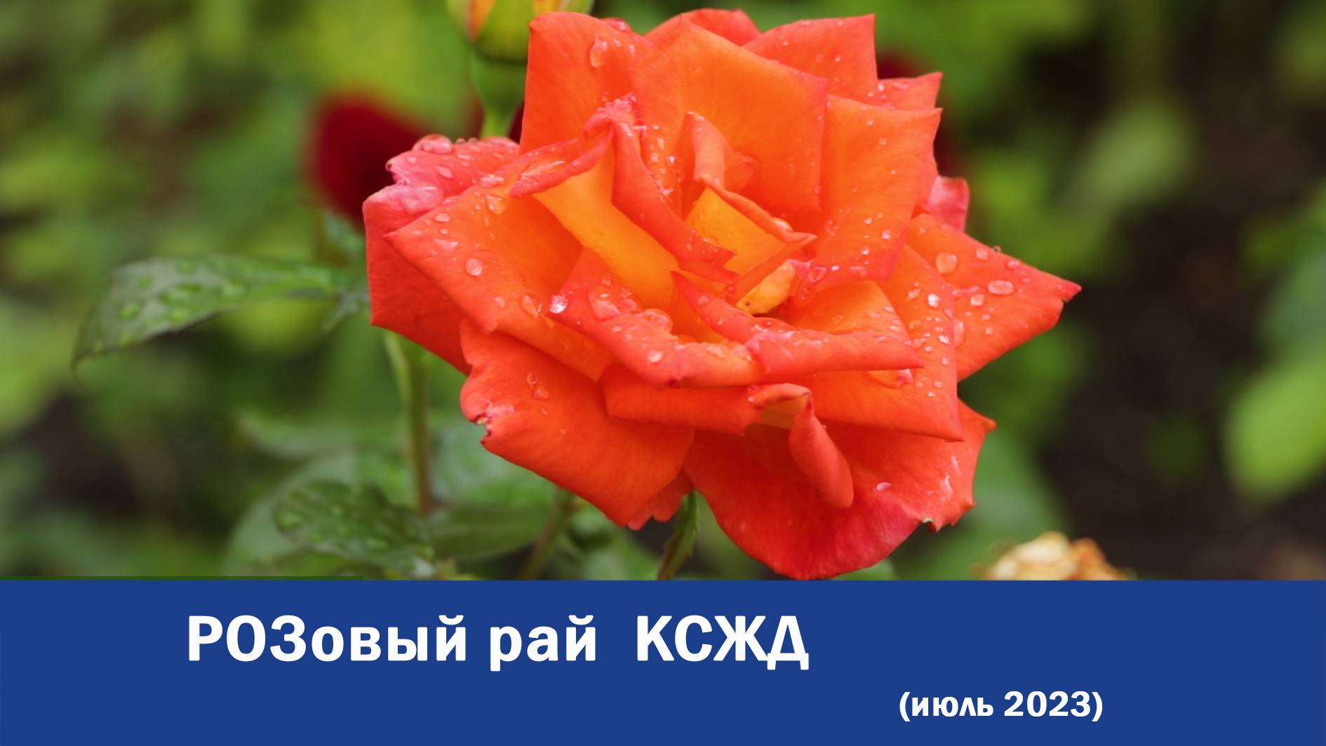 РОЗовый рай