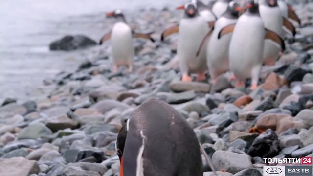 «Ни слова больше» Профессии 11.11.2021