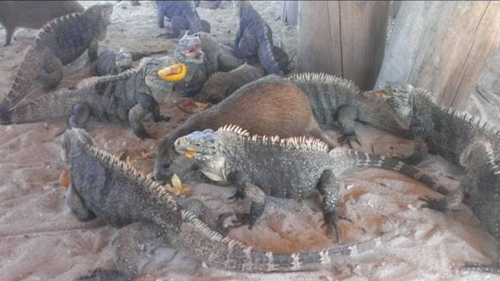 Cayo Blanco Cuba. Звери острова Кайо Бланко. Куба.