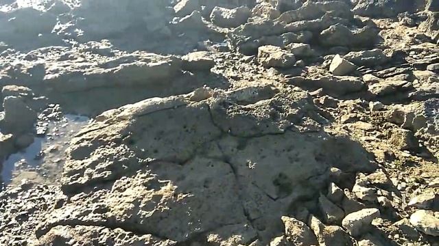 Хорватия. Остров Вир. Нашли миленьких обитателей моря. В интернете узнали кто это...Забавно.