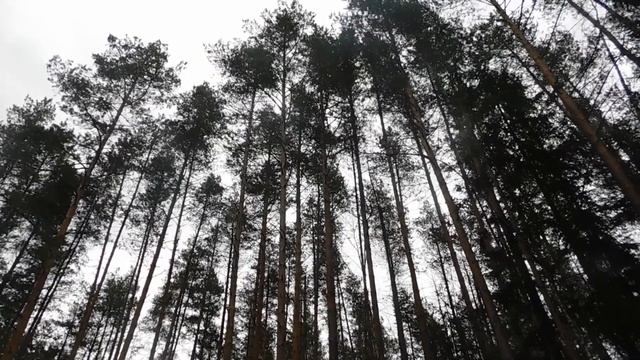Шум ветра в соснах и голоса птиц. Черноголовка, Мержановская аллея. 7 апреля 2021 года.