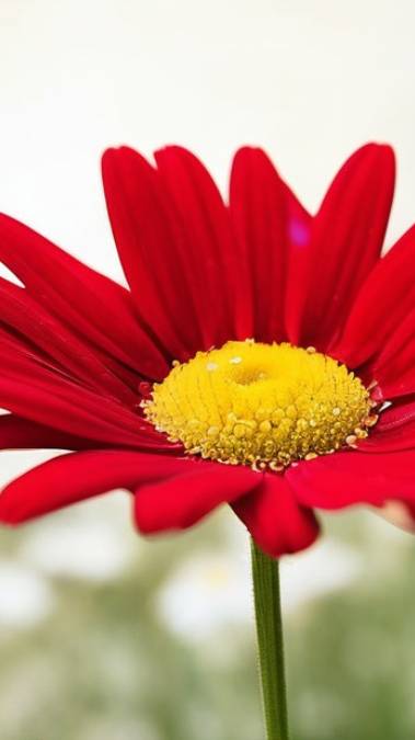 'Душе моей'. Муса Джалиль, 'Красная ромашка', стихи.