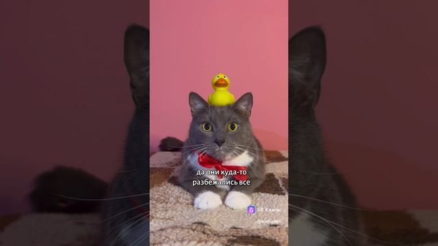 Если бы котики учились в школе - украшения на ёлку 😺