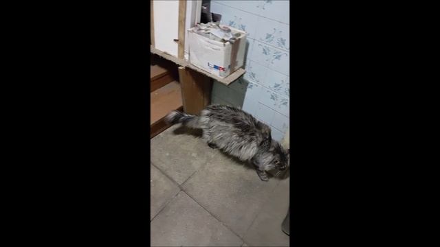 Кот. Собака. Овчарка. Кос и Том