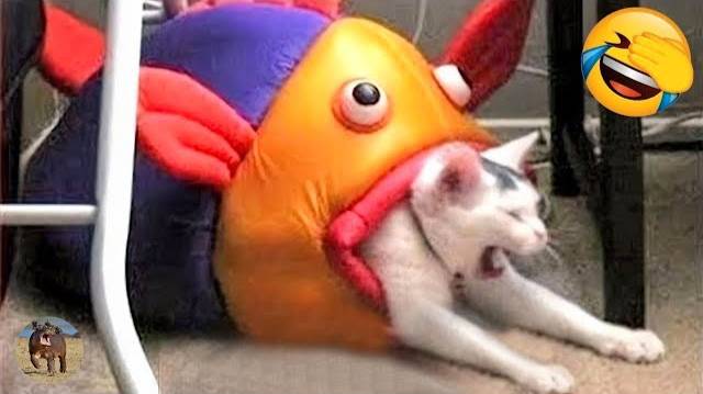 Это видео с собакой и кошкой взорвало интернет — вы не перестанете смеяться! 🤣🐶🐱