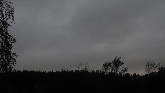 Птицы в ветренную погоду.