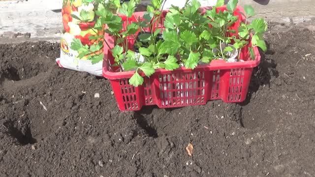 1945.  ВПЛ. Корневой сельдерей,пересадка на ПМЖ.