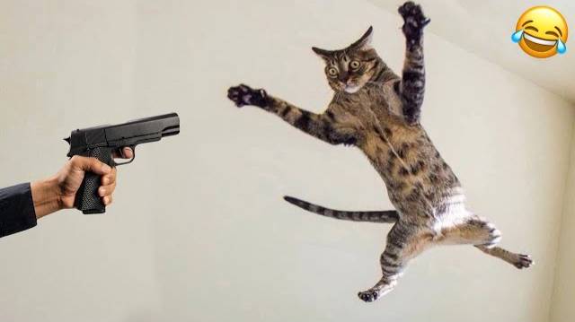 Самые смешные коты купаются😂 Подборка смешных котов и собак