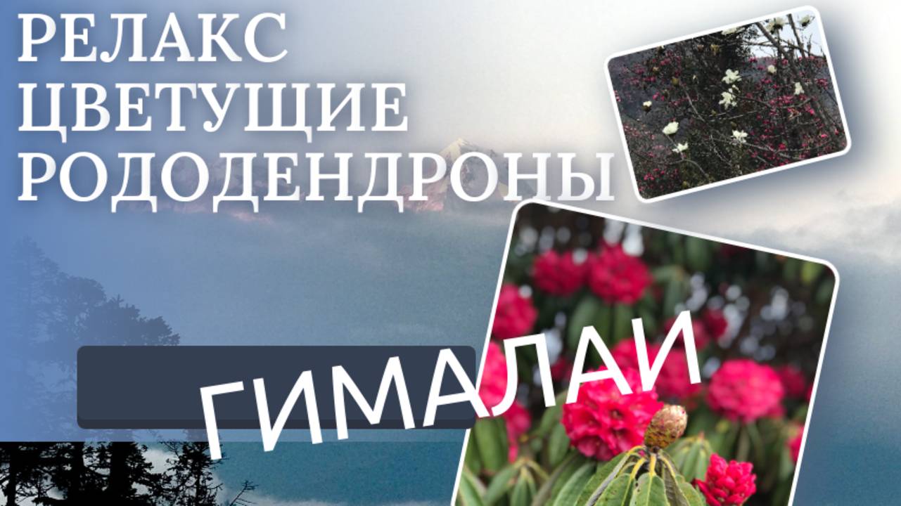 горы Гималаи со спокойной музыкой I  Покхара I рассвет над Гималаями I Родендроны I Дхаулагири