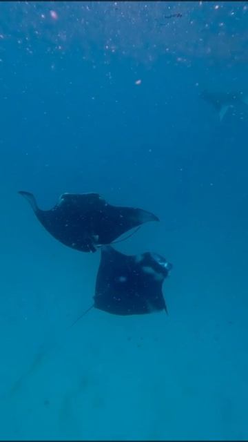 Манта - морской мальдивский дьявол