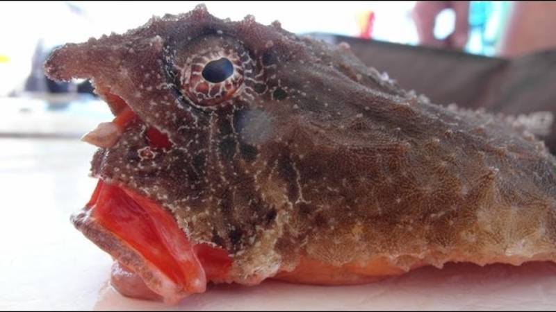 Красногубый нетопырь Карибского моря. Ogcocephalus и песчаные угри.