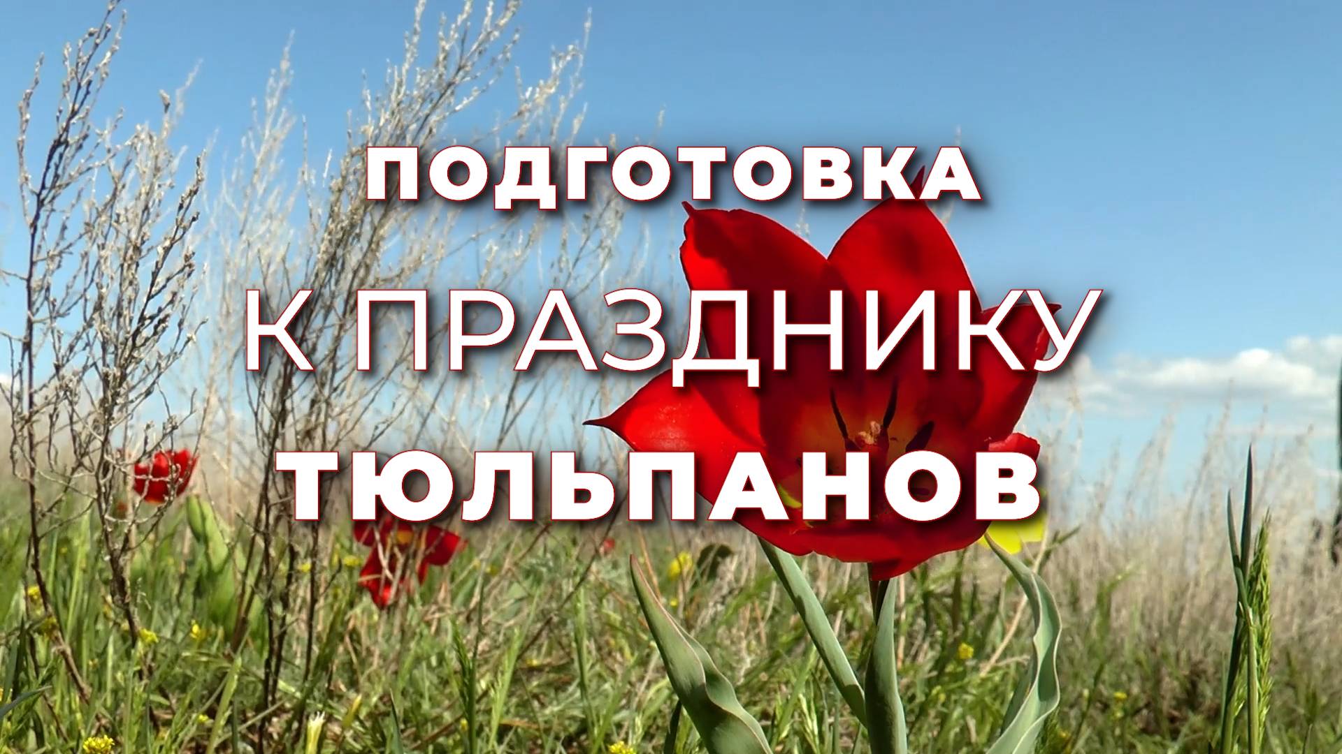 Гость в студии. Подготовка к празднику тюльпанов (19.03.2025)