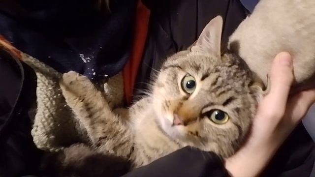 Весь день с кошками