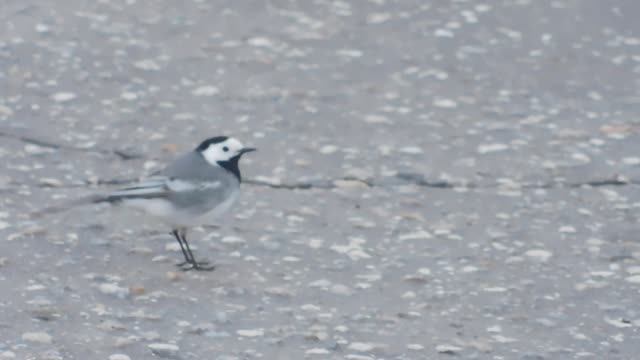 Белая трясогузка (Motacilla alba). Черноголовка, 3 мая 2021 года.