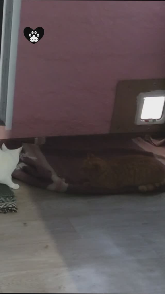 Рыжий подкрался заметно