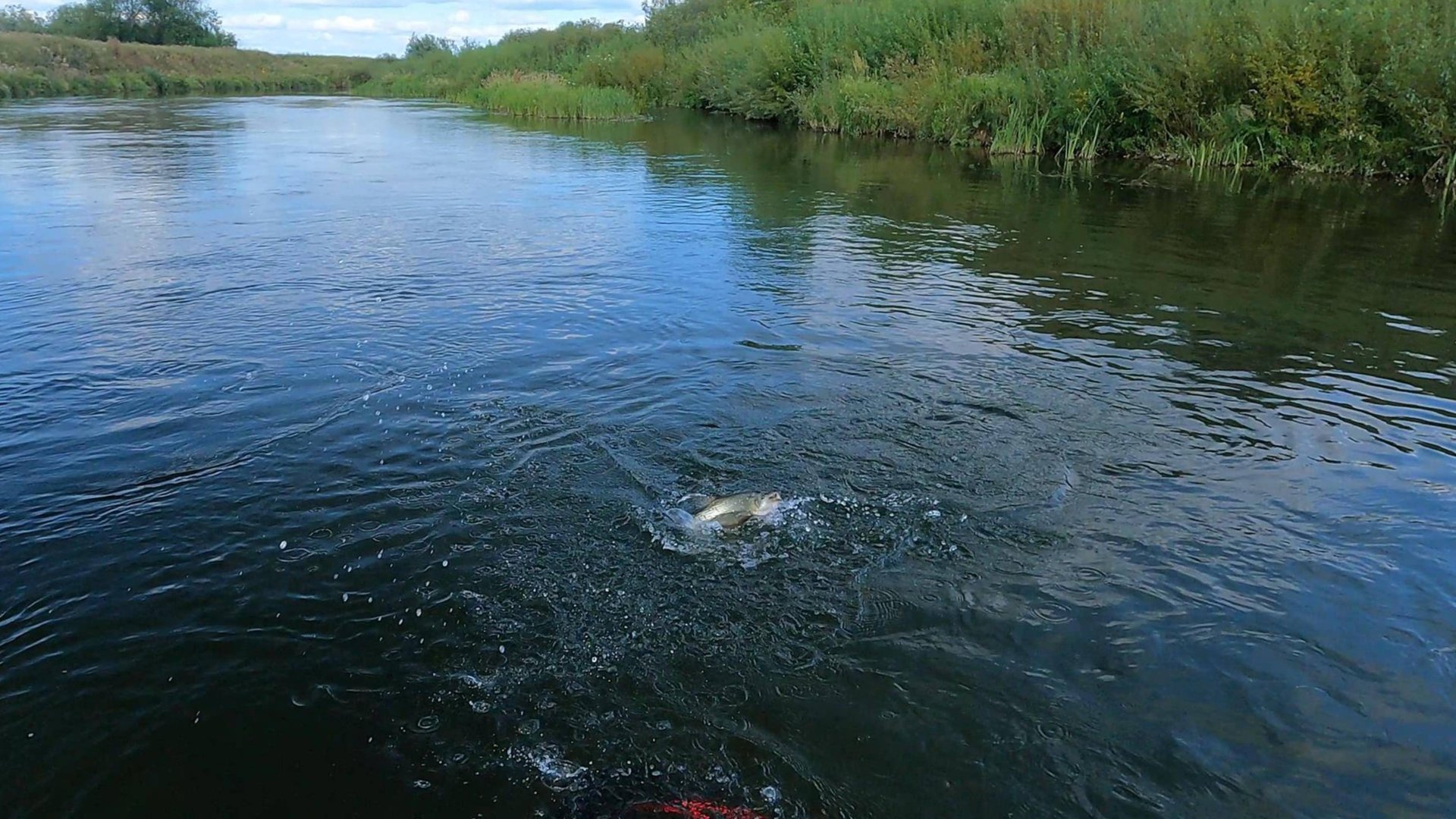 Охота на жереха продолжается