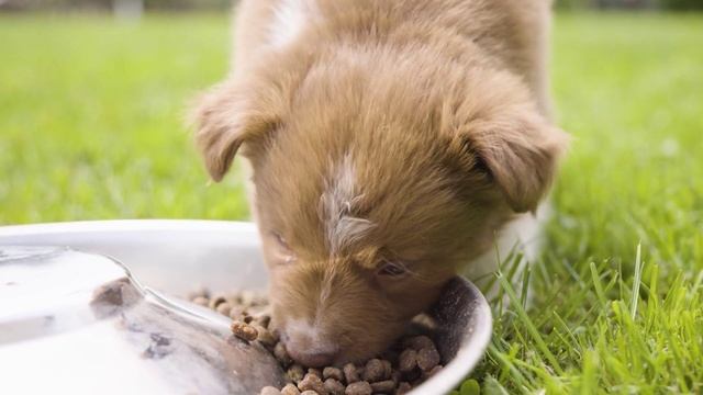🐾 Влияет ли беззерновое питание на шерсть собаки?