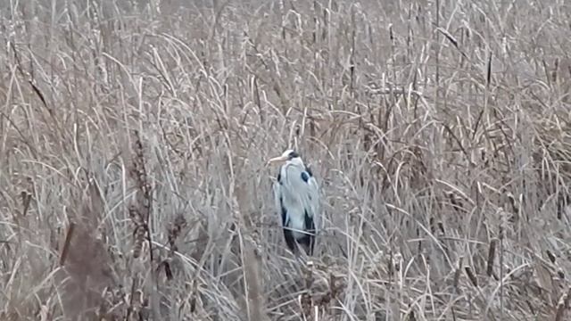 Цапля серая в камыше