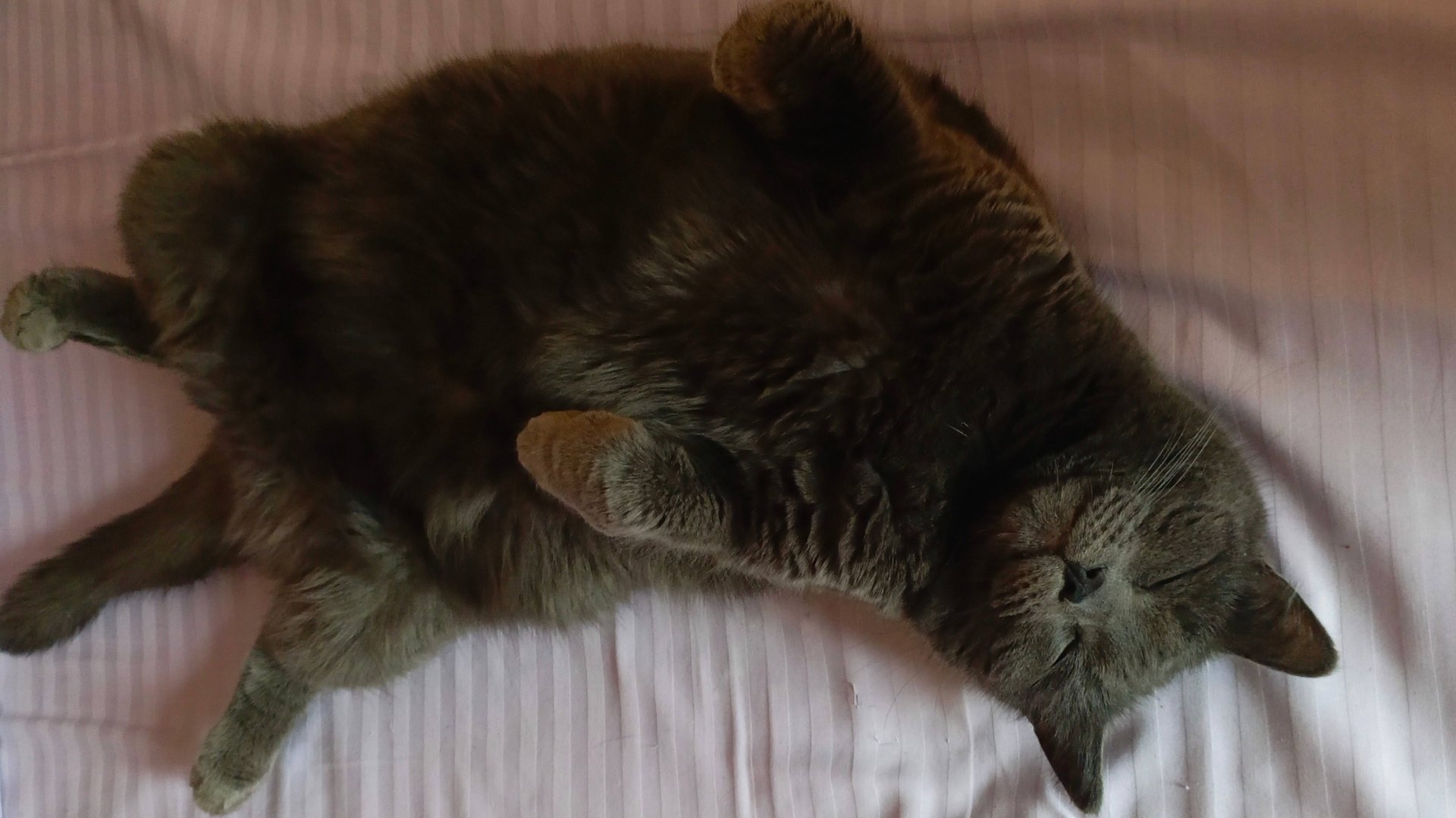 Стихи о милой кошечке и пользе сна.