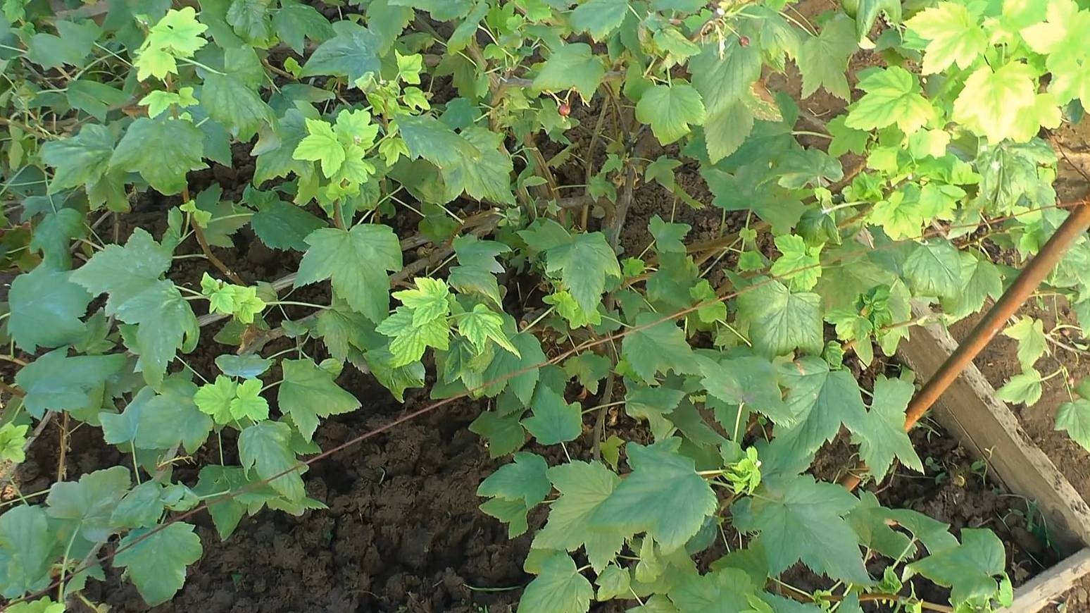 Хлороз растений.