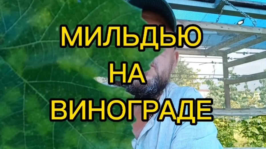 МИЛЬДЬЮ НА ВИНОГРАДЕ.